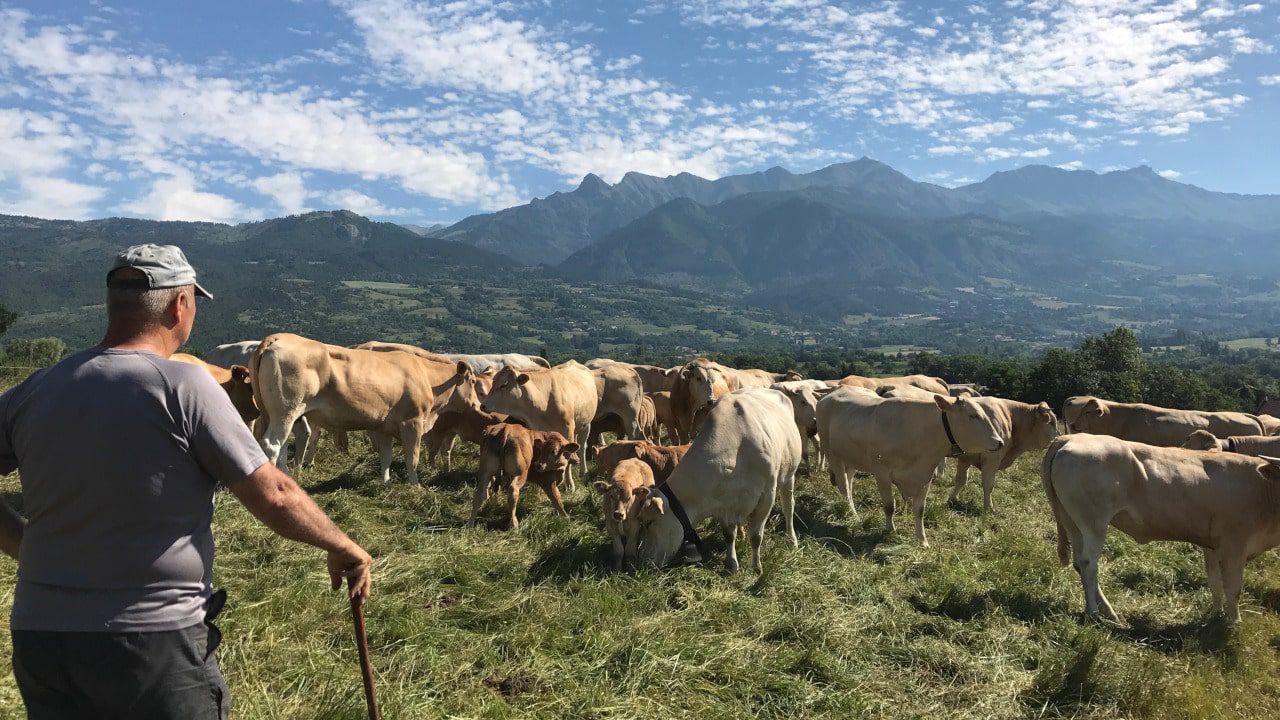 Transhumance in the French Pyrenees, a centuries-long tradition ...